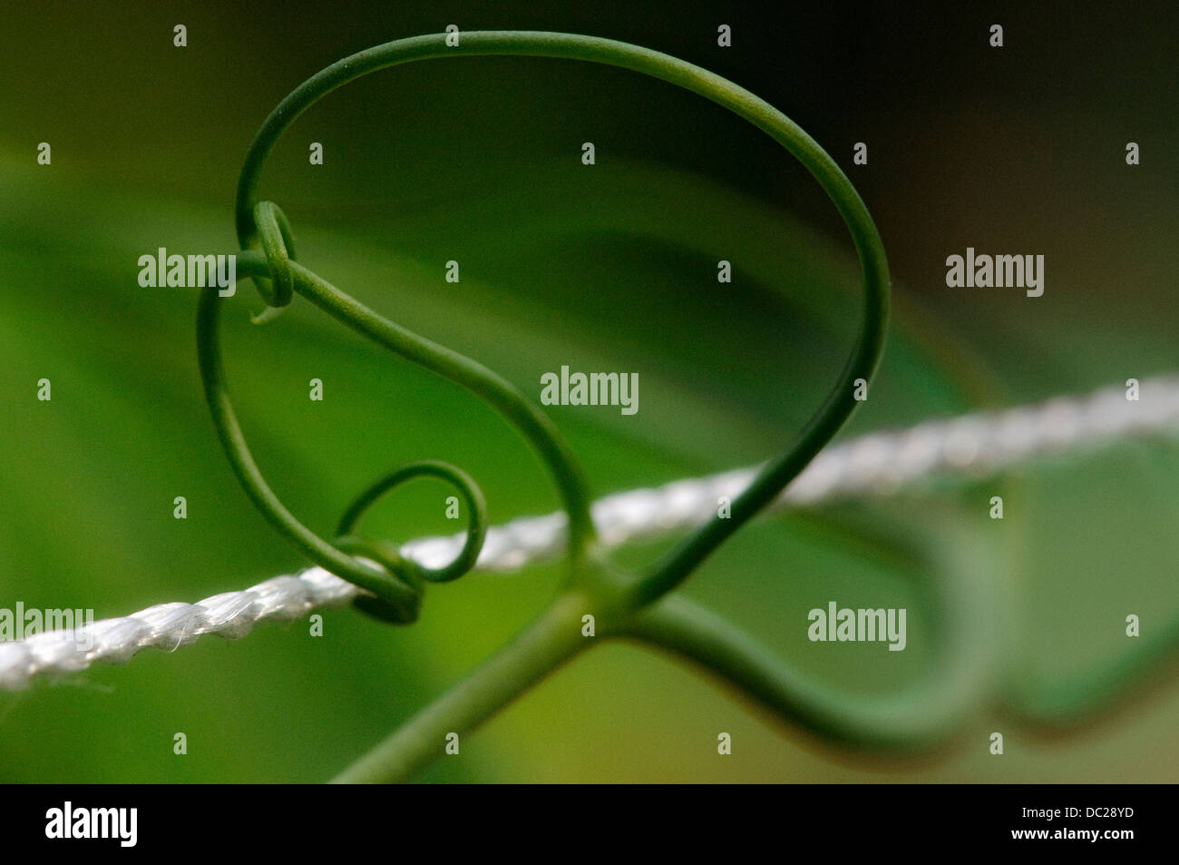 Close-up of pea tendril on rope Stock Photo - Alamy