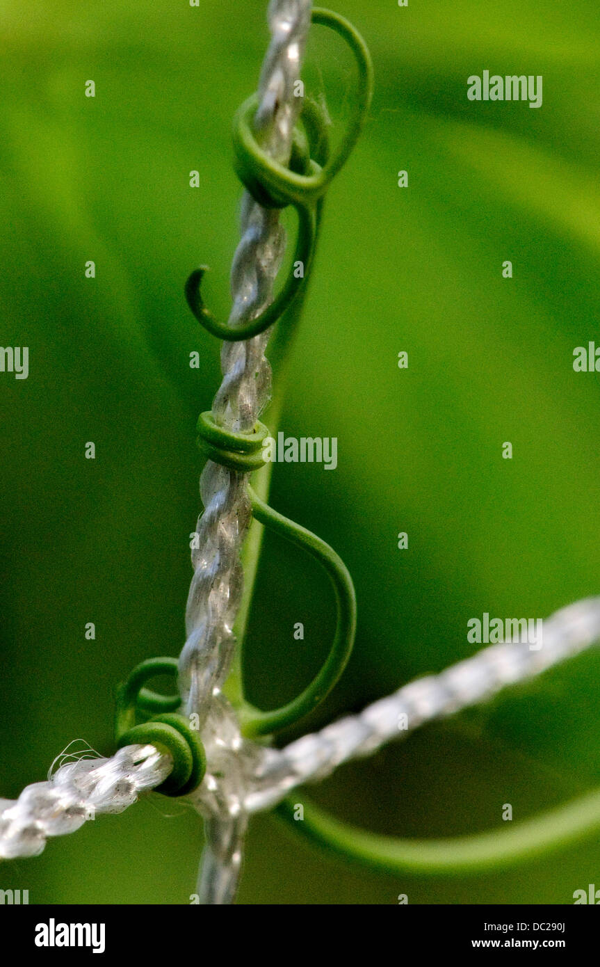 Close-up of pea tendril on rope Stock Photo - Alamy