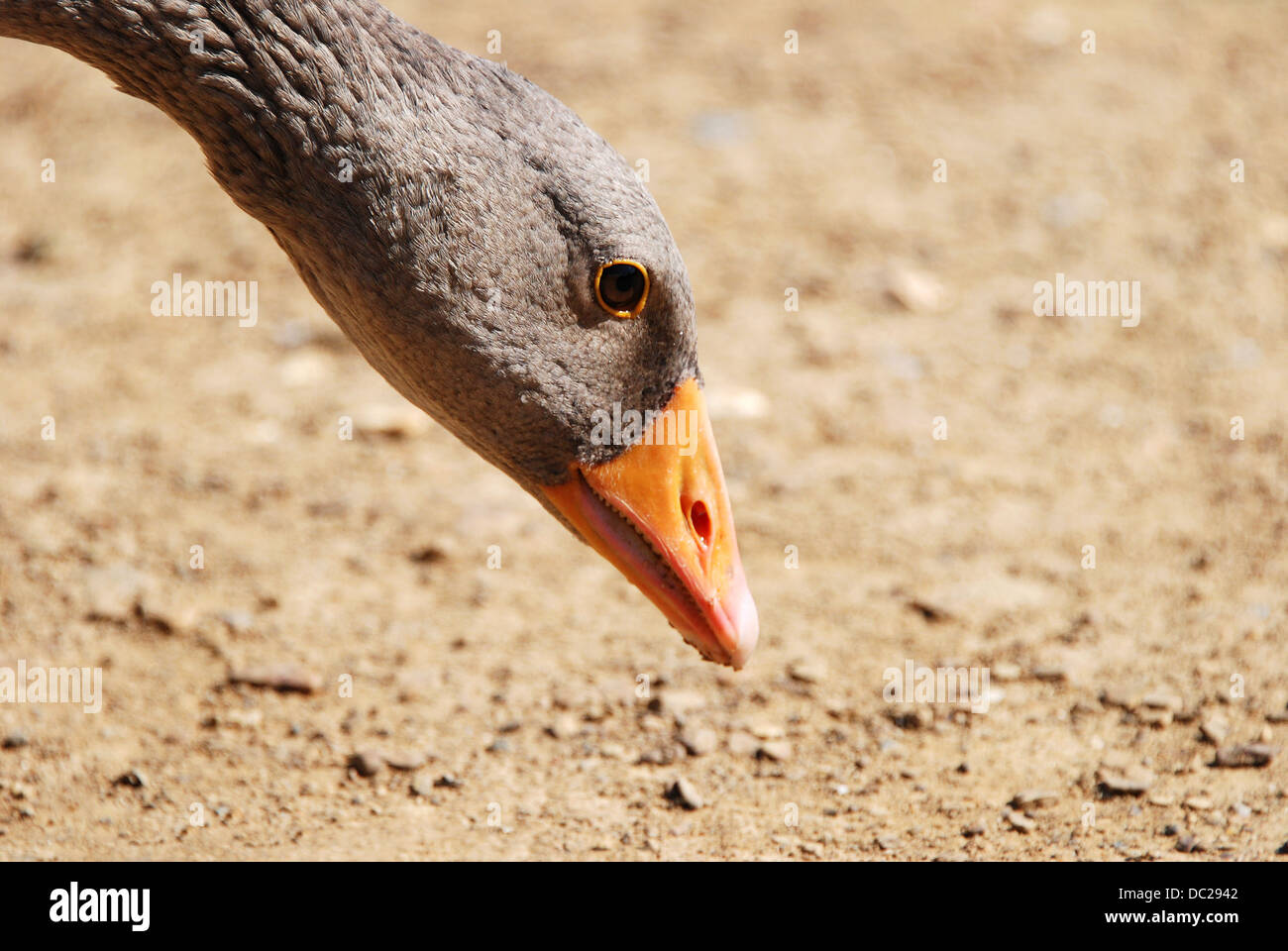 Bending goose hi-res stock photography and images - Alamy