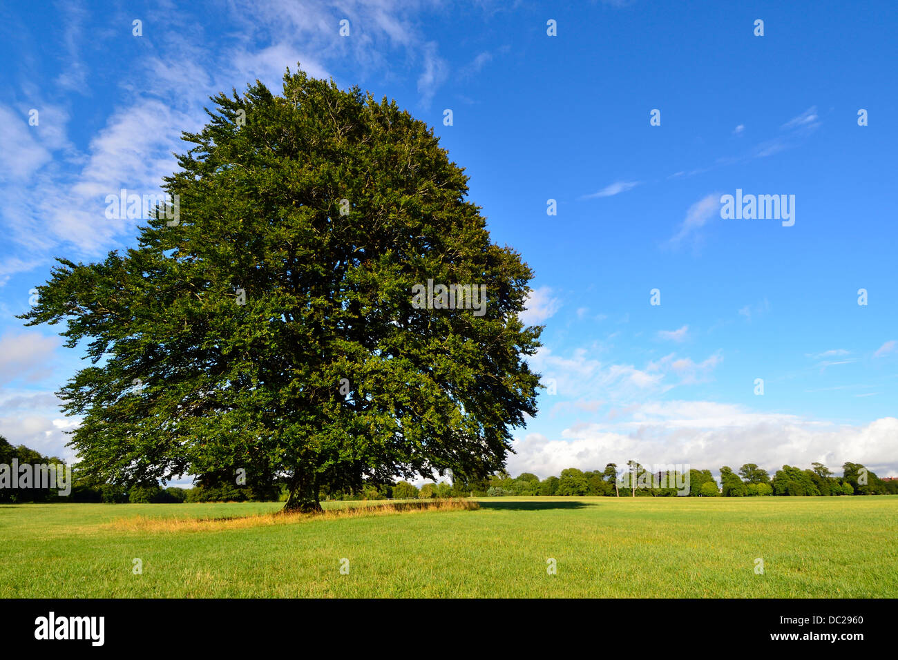 Horse chestnut tree landscape hi-res stock photography and images - Alamy