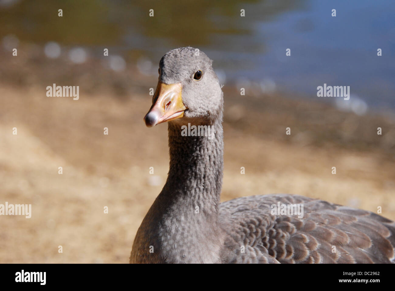 Grey goose young hi-res stock photography and images - Alamy