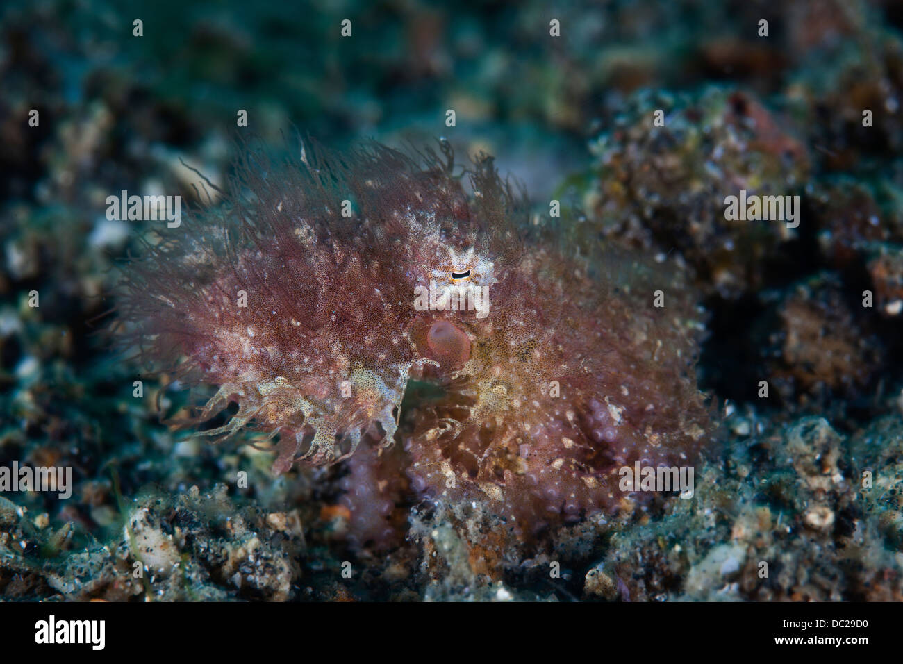 Hairy Octopus, Octopus sp., Lembeh Strait, North Sulawesi, Indonesia Stock Photo - Alamy