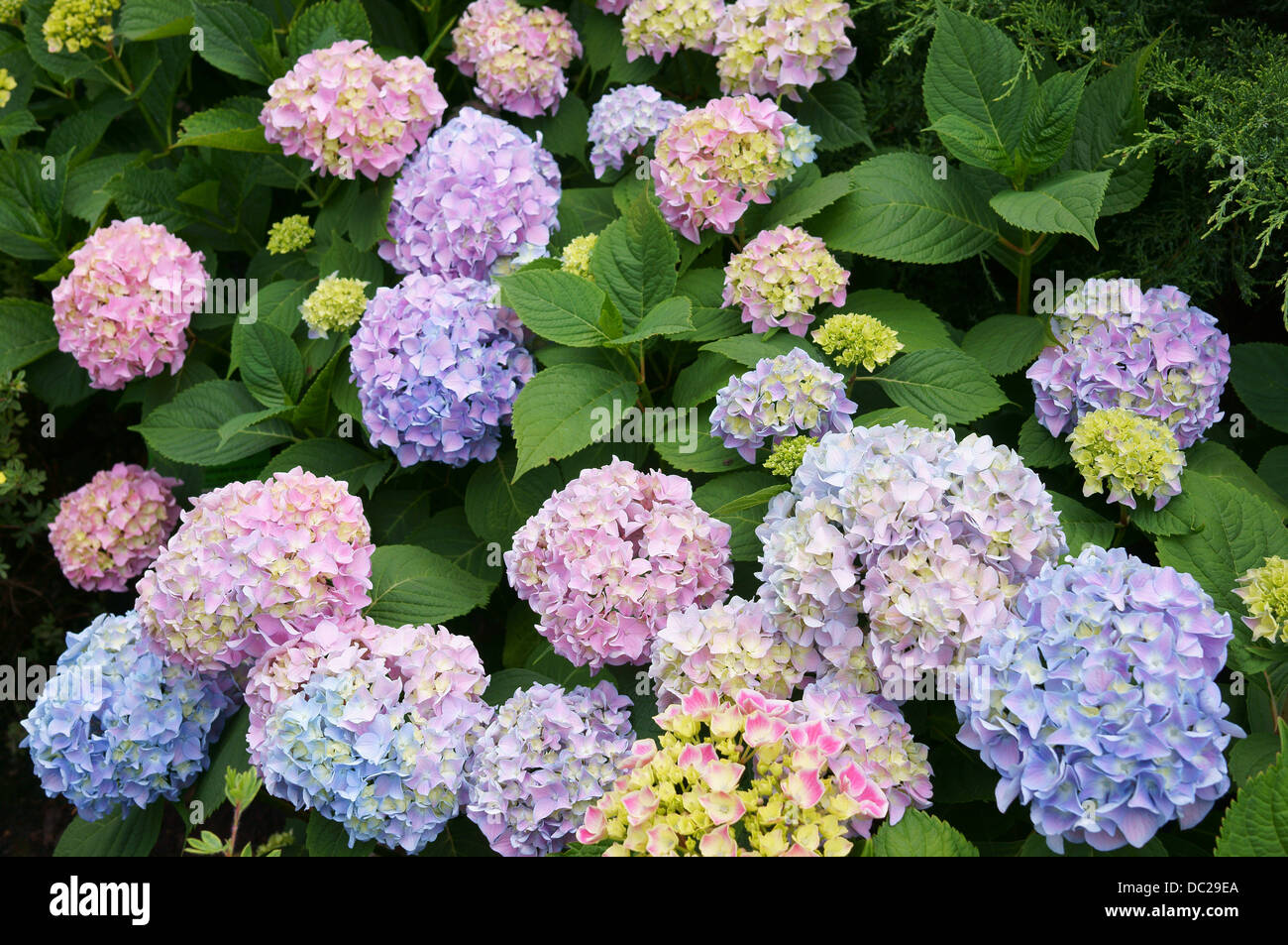 Multicolor hydrangea blossom flowers Stock Photo - Alamy