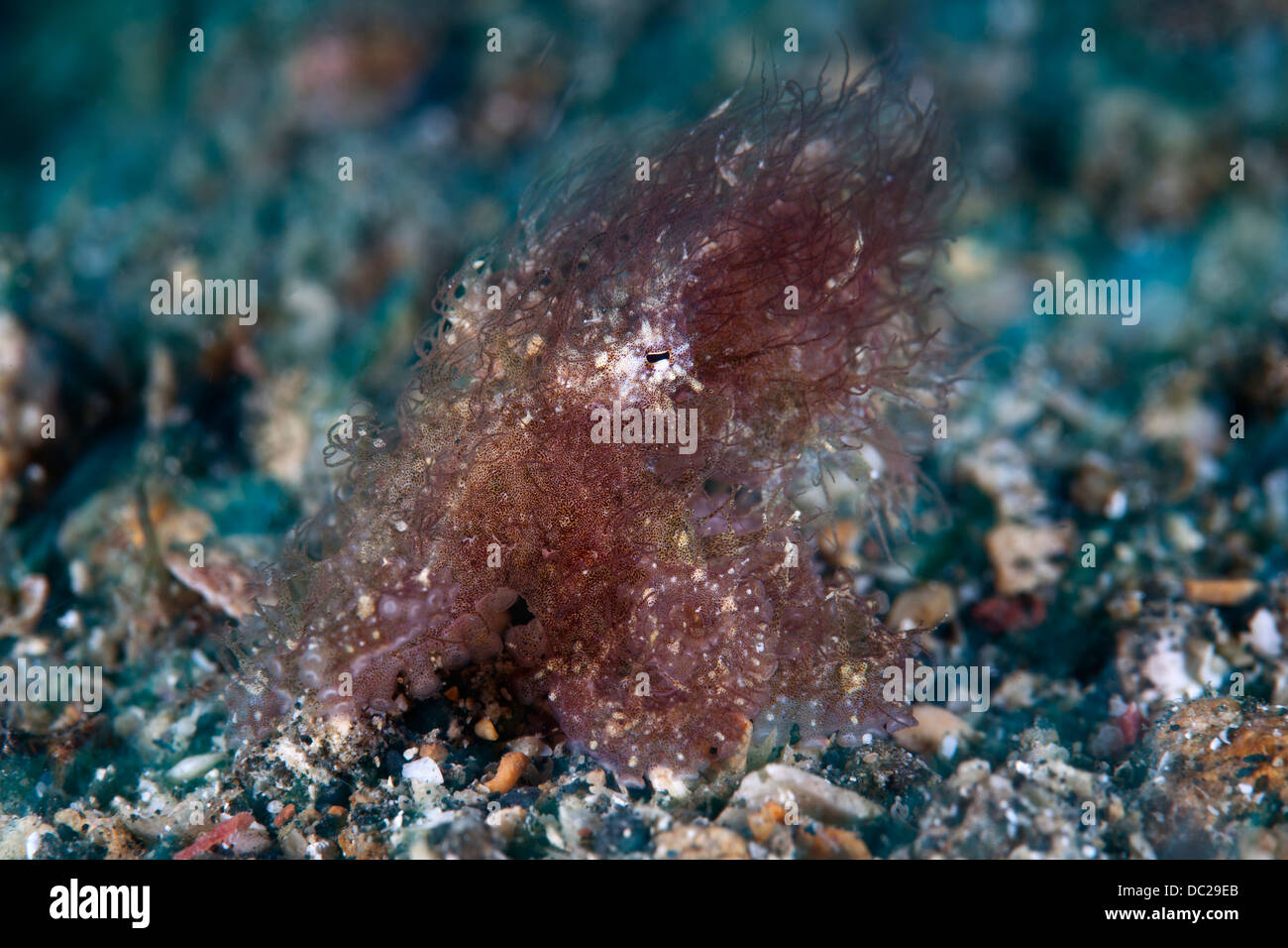 Hairy Octopus, Octopus sp., Lembeh Strait, North Sulawesi, Indonesia Stock Photo - Alamy