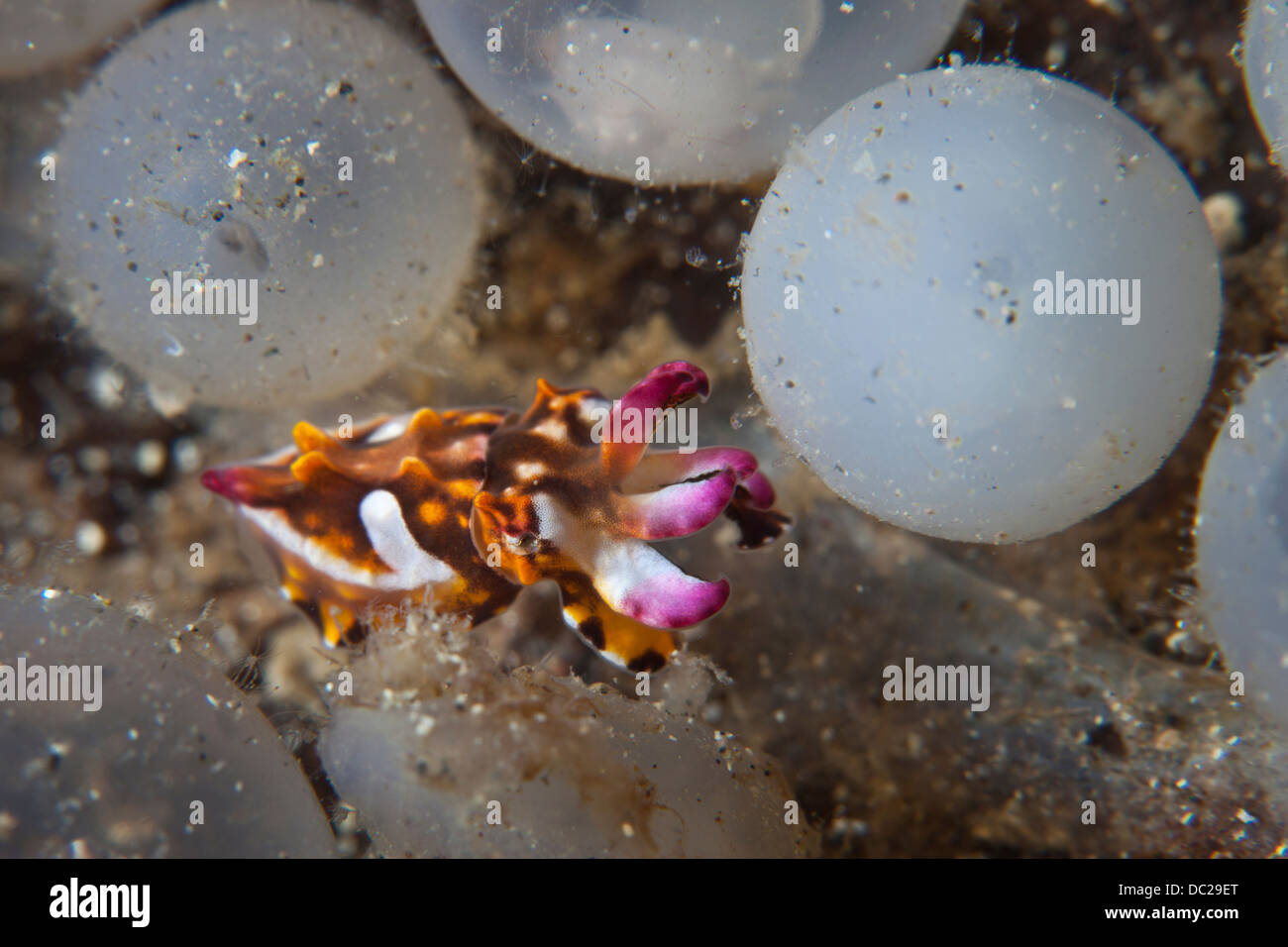 Flamboyant Cuttlefish hatches of its Egg, Metasepia pfefferi, Lembeh ...