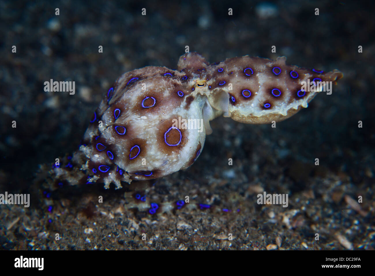 Greater Blue-ringed Octopus, Hapalochlaena lunulata, Lembeh Strait ...