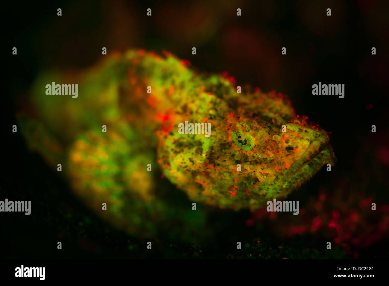 Fluorescent Scorpionfish, Scorpaenopsis macrochir, Lembeh Strait, North ...