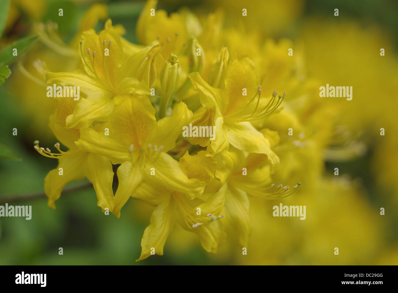 Yellow azalea blossom close up Rhododendron luteum Stock Photo - Alamy
