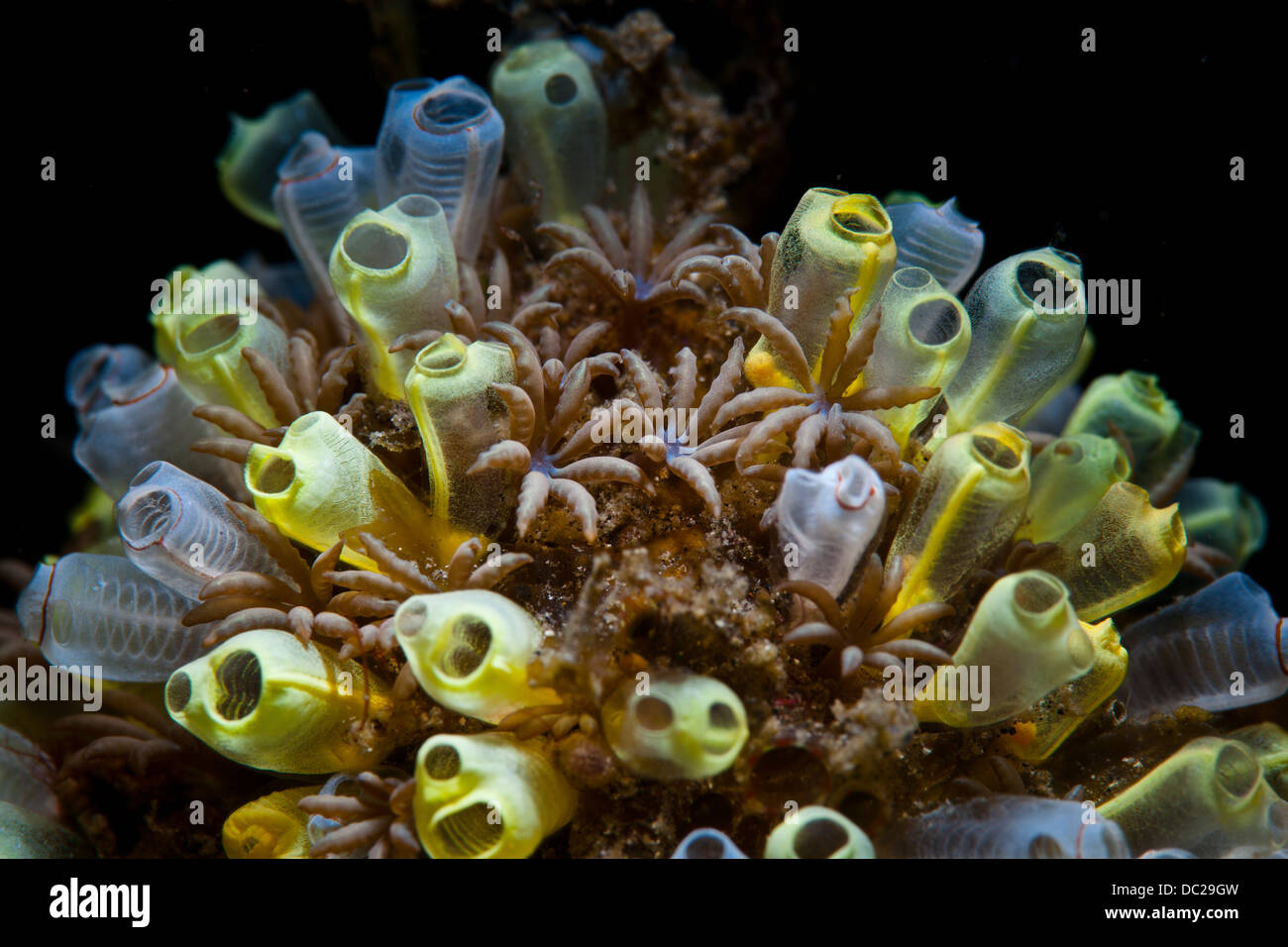 Colony of Tunicates, Clavelina flava, Lembeh Strait, North Sulawesi ...