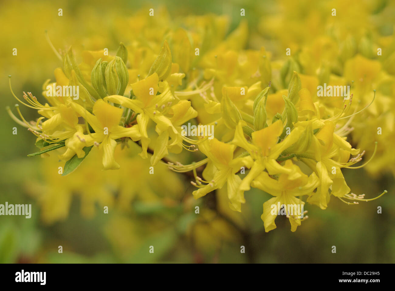Yellow azalea blossom close up Rhododendron luteum Stock Photo - Alamy