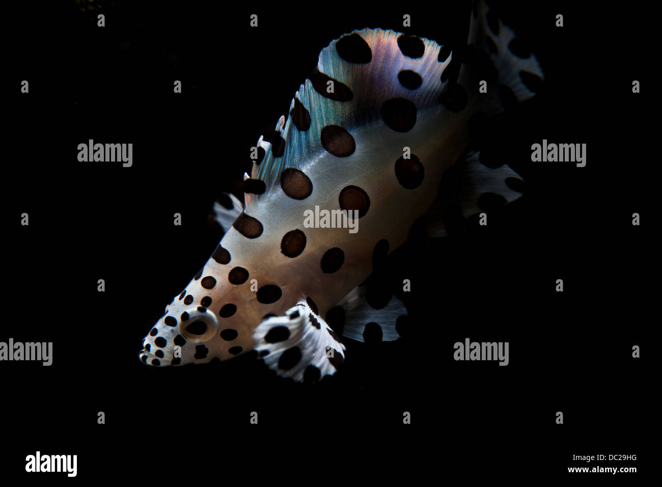 Juvenile Barramundi Grouper, Cromileptes altivelis, Lembeh Strait ...