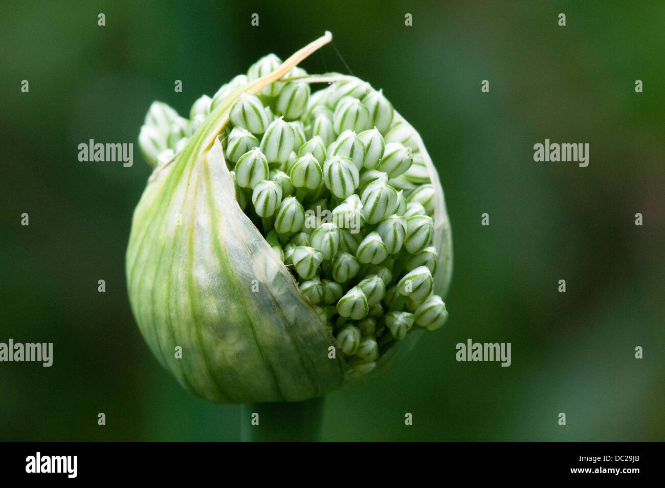 Budding onion (Allium cepa Stock Photo - Alamy
