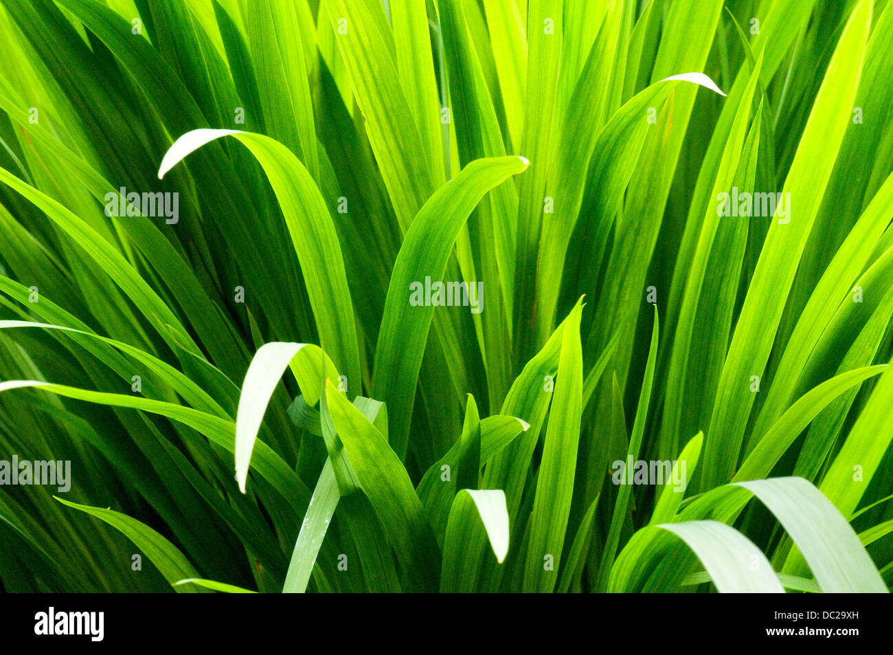 Backlit leaves in garden Stock Photo - Alamy