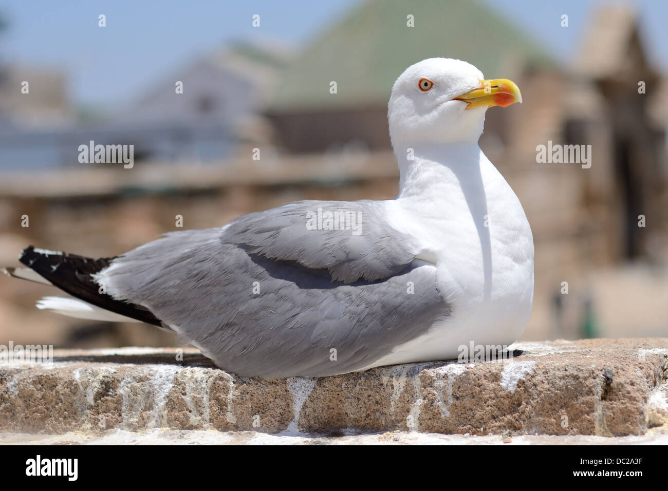 Close up of white grey gull or seagull sea bird (Laridae) on a wall in ...