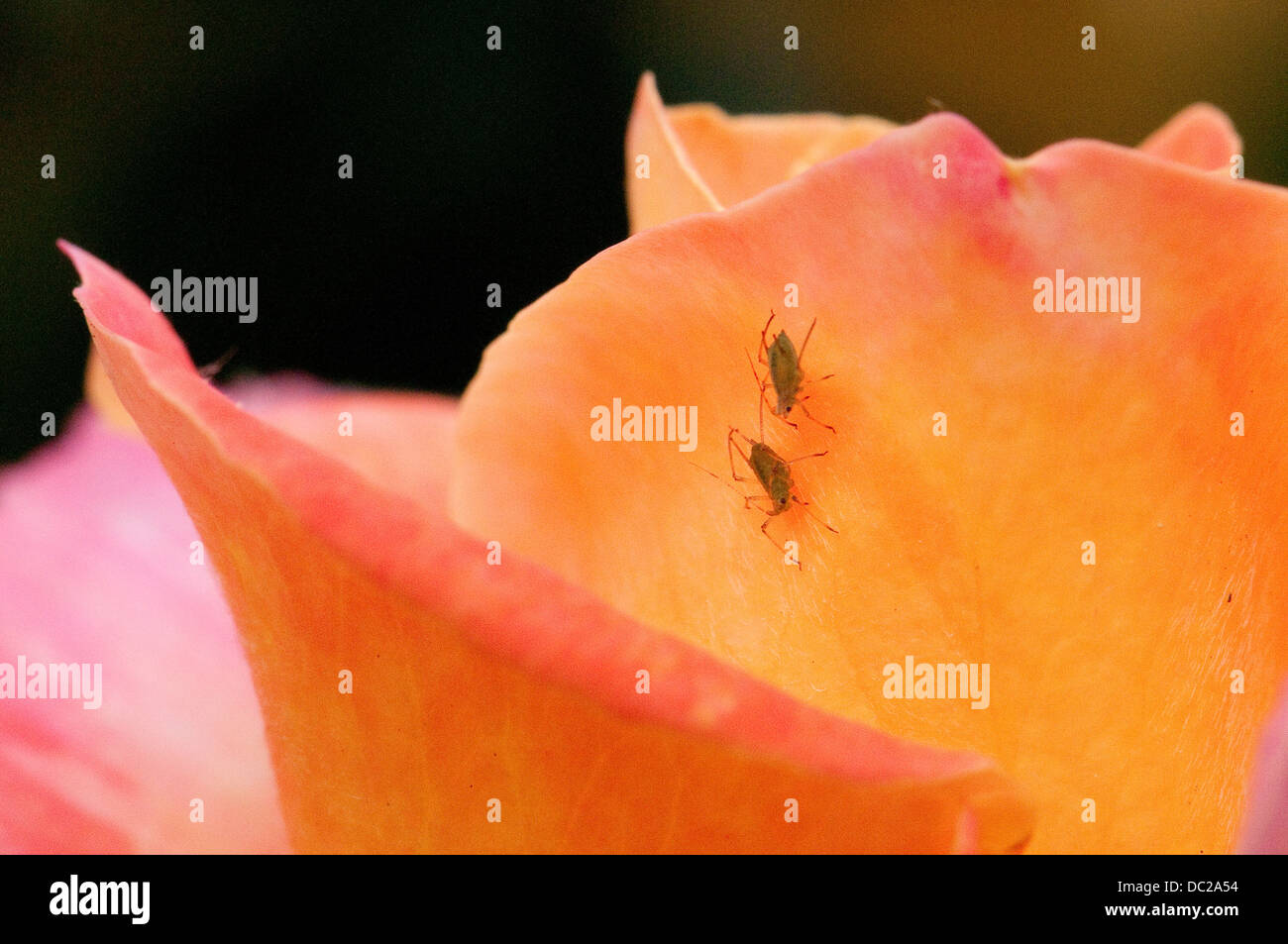 Orange rose close-up with two tiny insects Stock Photo - Alamy