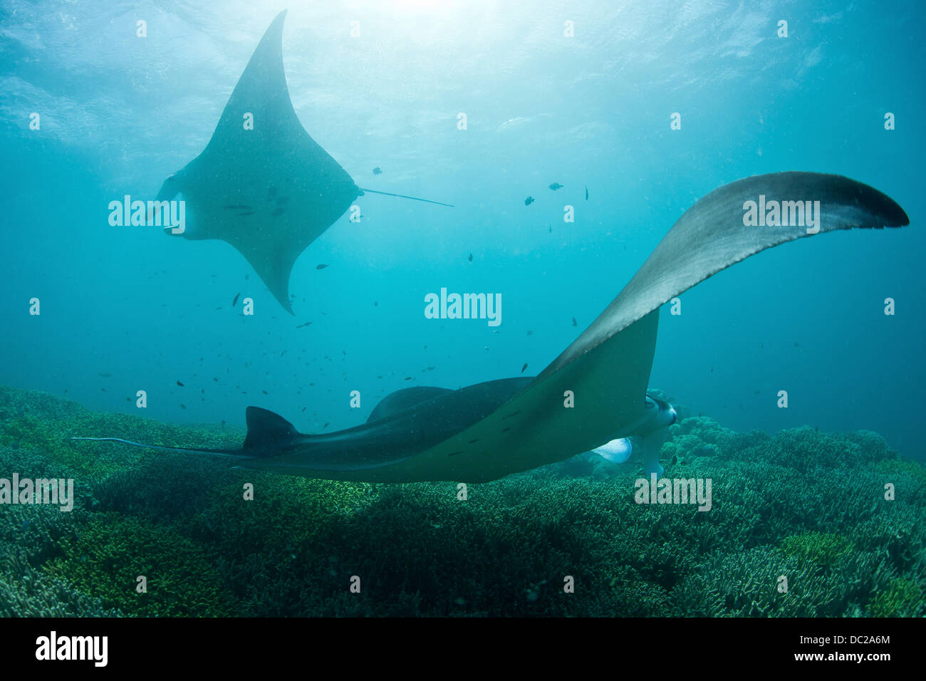 Two manta ray underwater hi-res stock photography and images - Alamy
