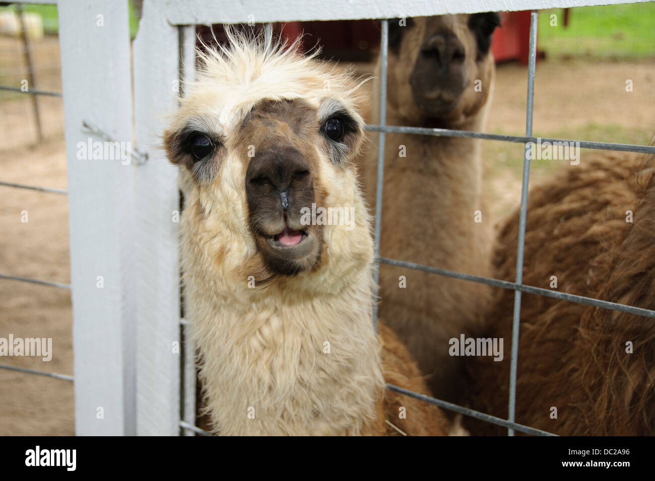 Llama (Lama glama) looking into camera Stock Photo - Alamy