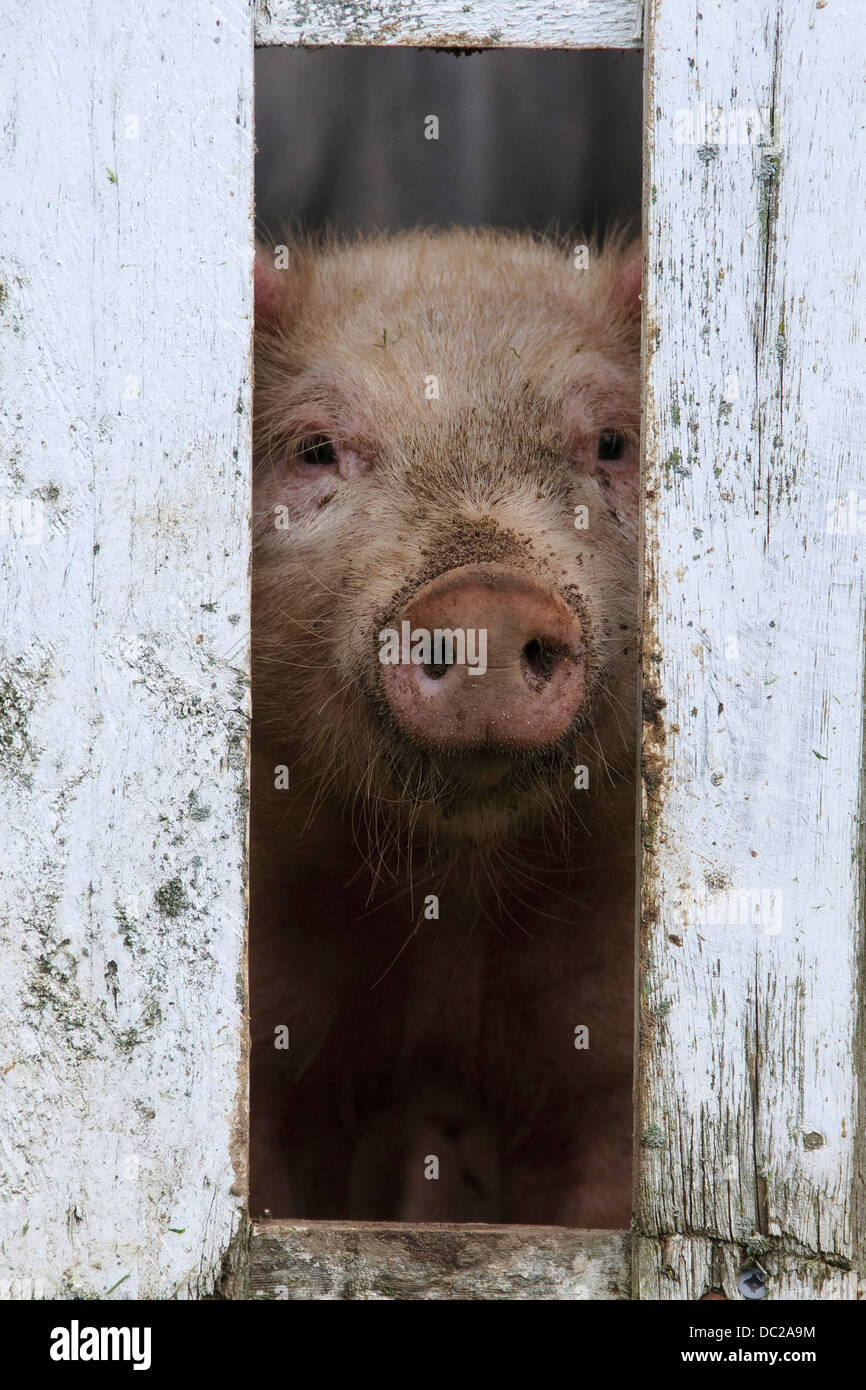 Sad Pig Stock Photos & Sad Pig Stock Images - Alamy