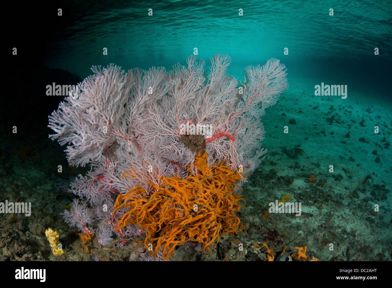 Gorgonian in Lagoon, Melithaea sp., Micronesia, Palau Stock Photo - Alamy