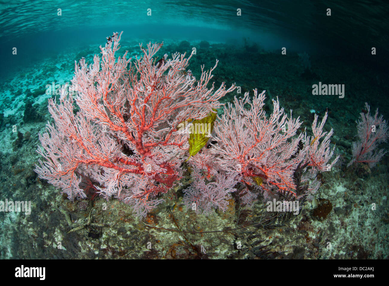 Gorgonian in Lagoon, Melithaea sp., Micronesia, Palau Stock Photo - Alamy