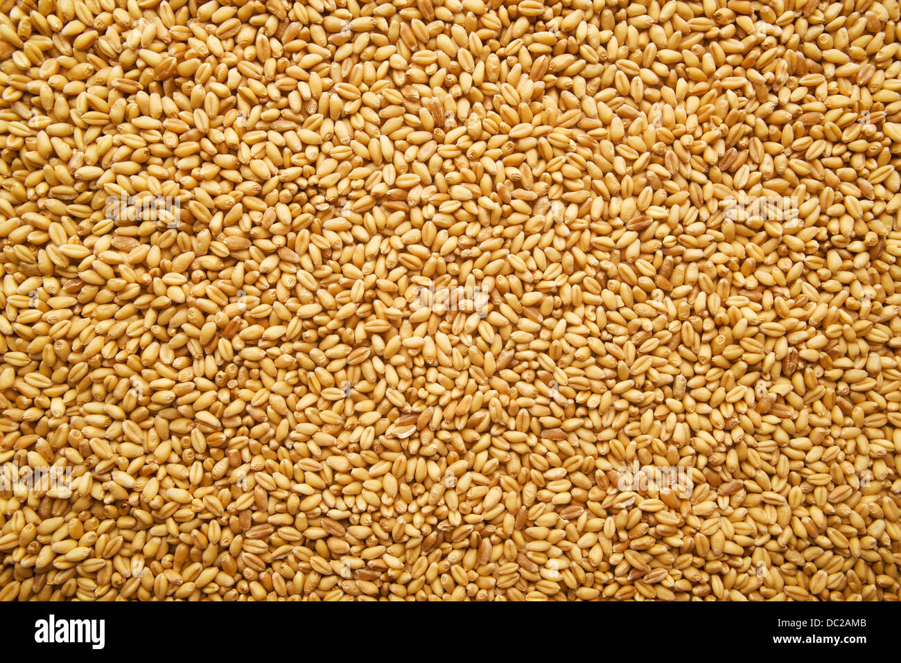 Wheat grains as agricultural background. Wheat grains texture Stock ...