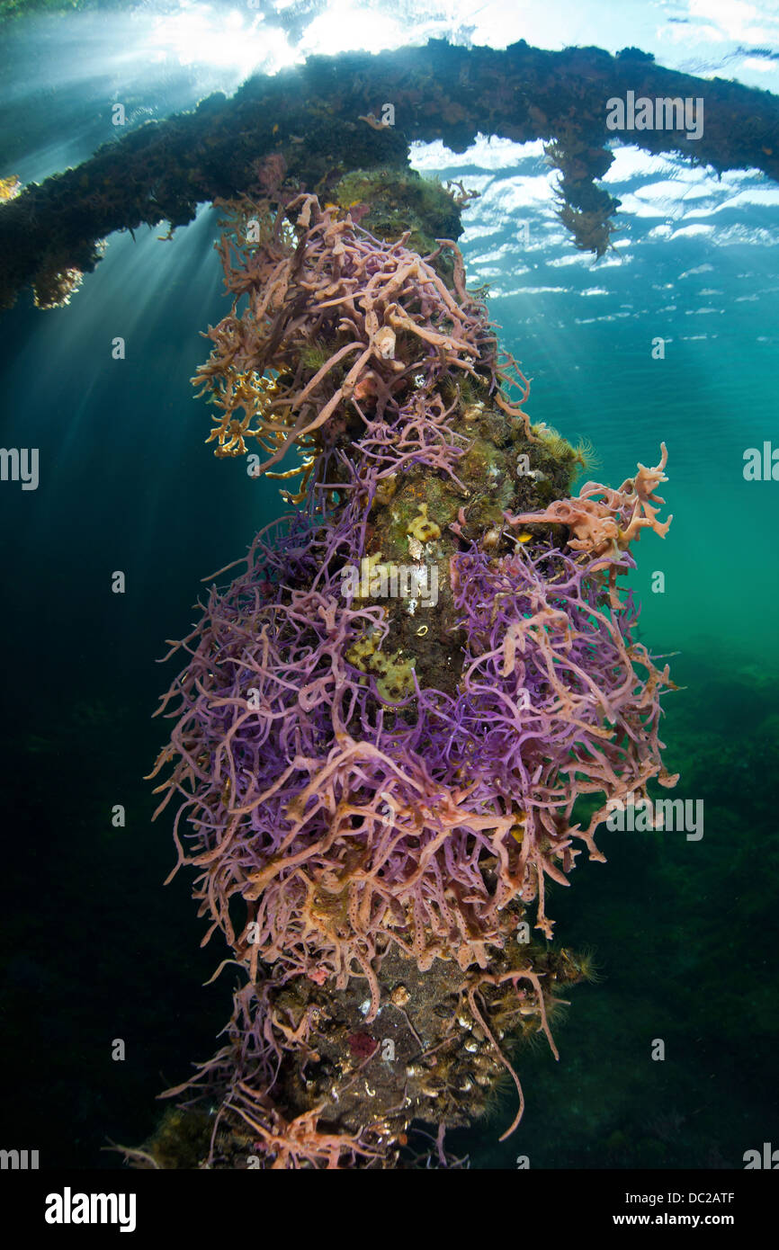 Sponges growing in Mangroves, Porifera, Micronesia, Palau Stock Photo ...