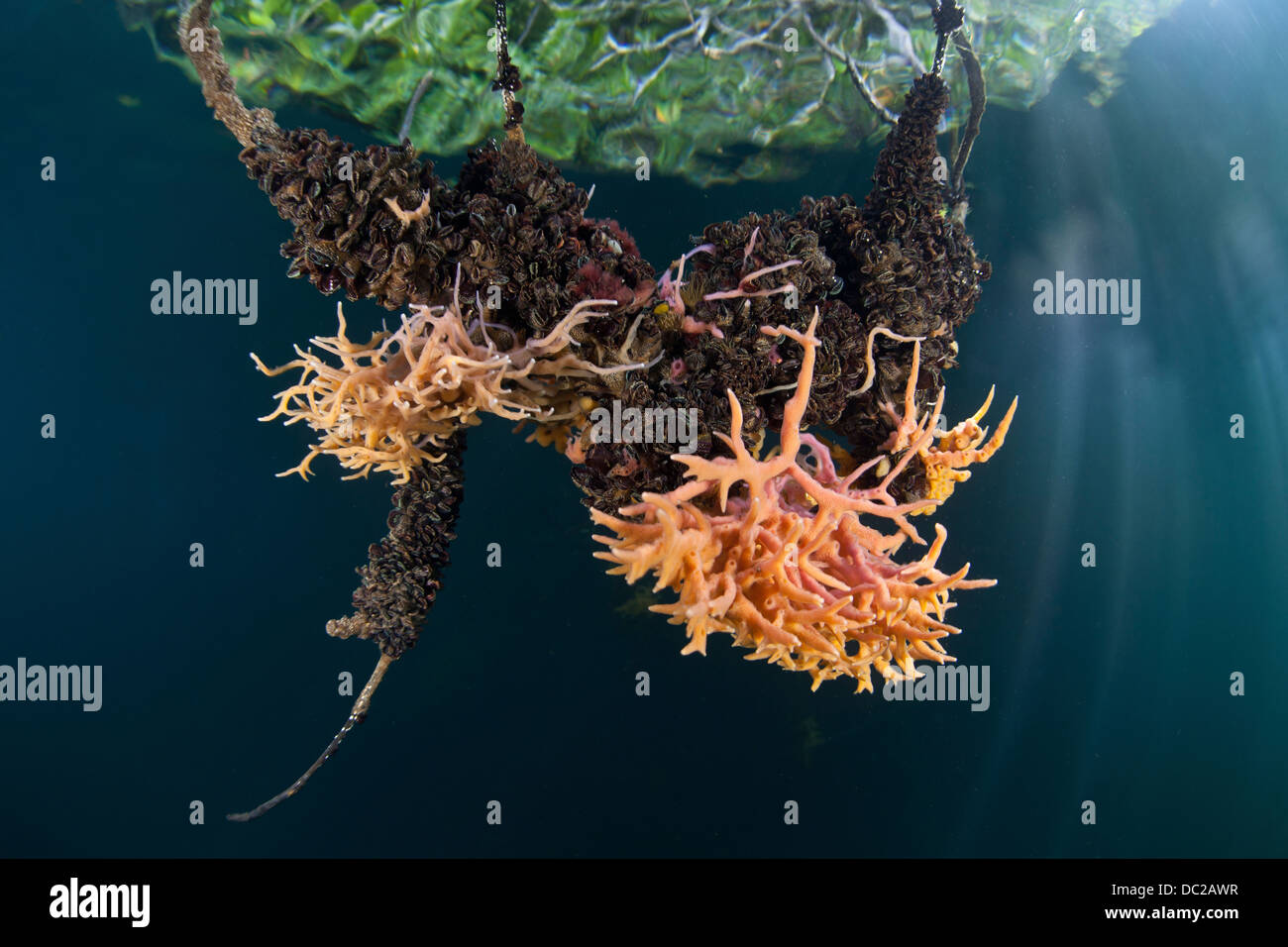 Sponges growing in Mangroves, Porifera, Micronesia, Palau Stock Photo ...