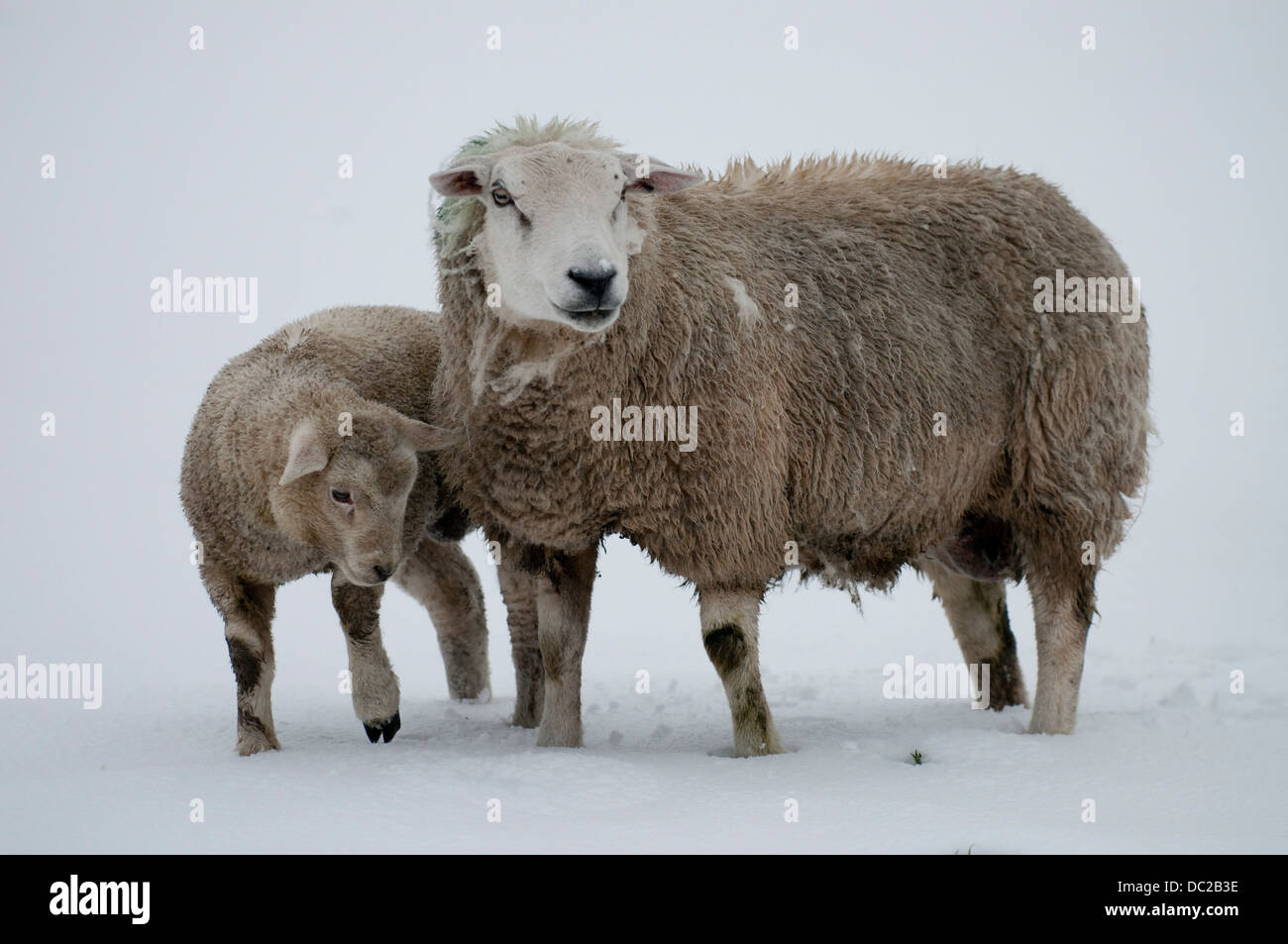 Sheep in a snowy field Stock Photo - Alamy