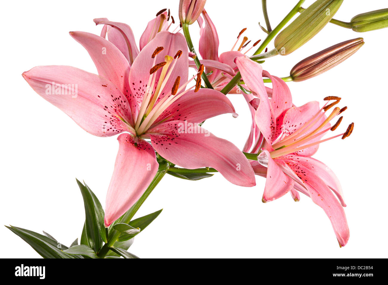 Pink lily close-up isolated on a white background Stock Photo - Alamy