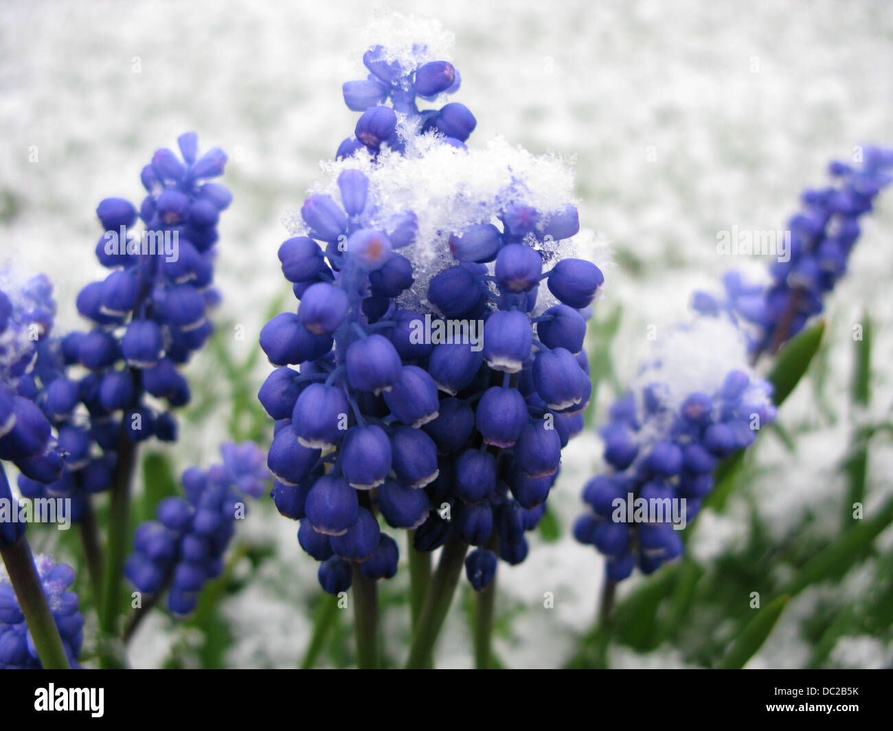 Grape hyacinth in the snow Stock Photo - Alamy