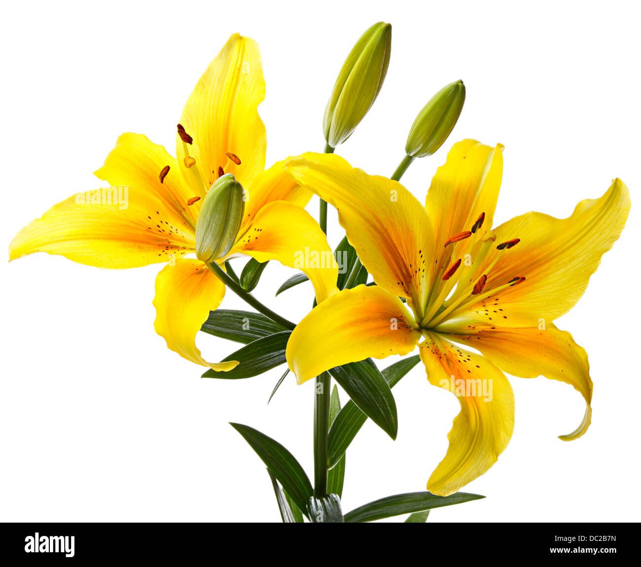 Beautiful yellow lilies isolated on a white background Stock Photo - Alamy