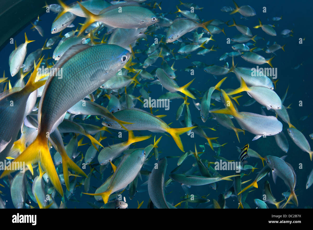 Yellowtail fusilier fishes hi-res stock photography and images - Alamy