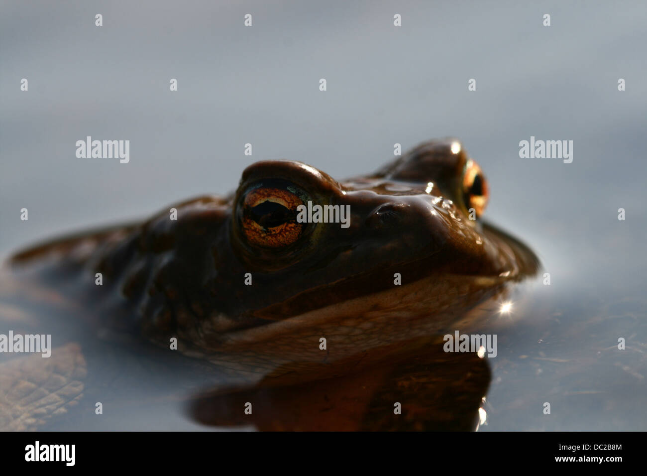 brown funny toad in water Stock Photo - Alamy