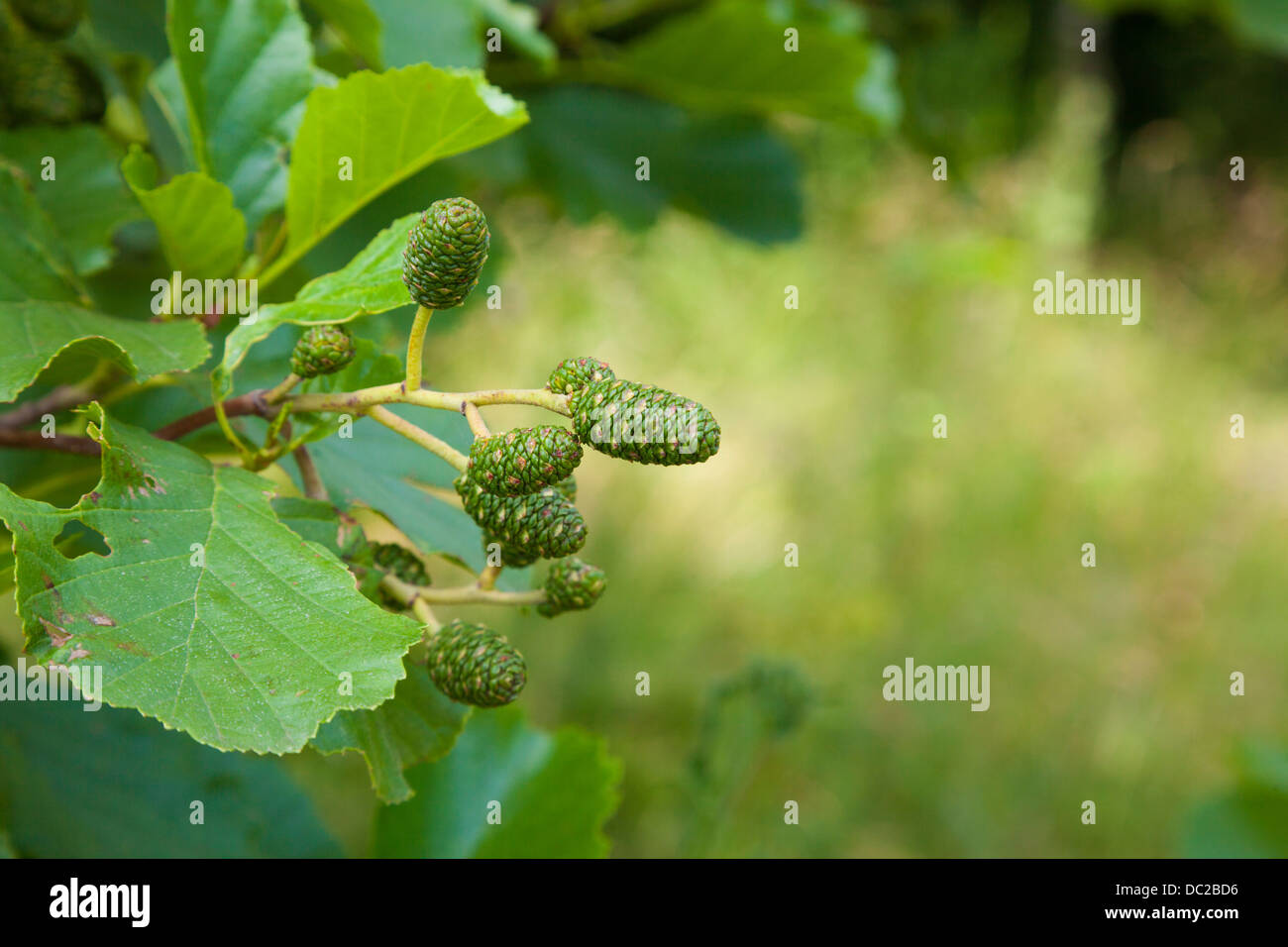 Alder (Alnus glutinosa) fruit catkins or cones, Kent , UK, summer Stock ...