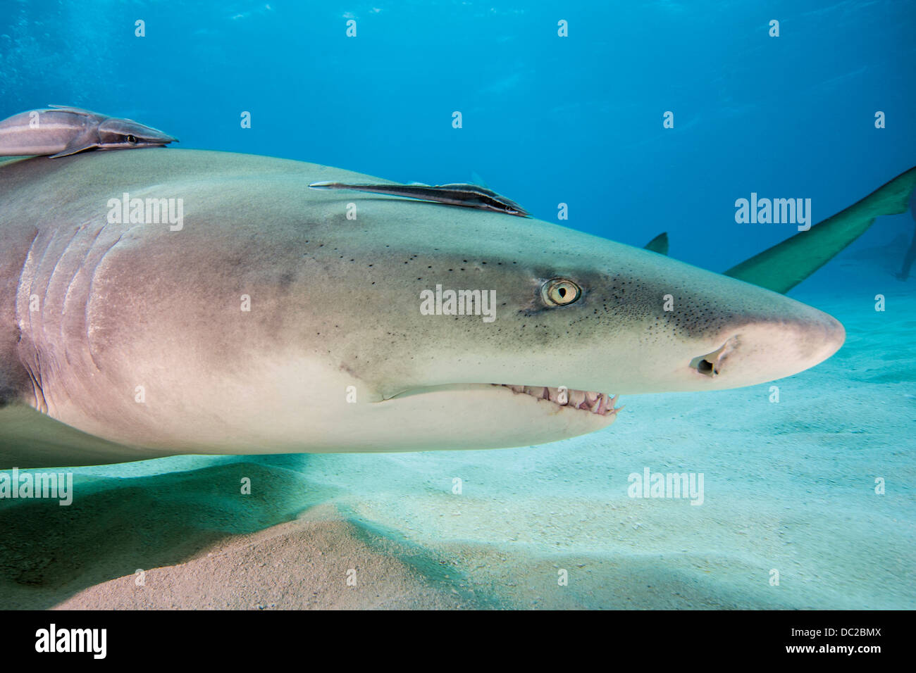 Lemon Shark, Negaprion brevirostris, Caribbean Sea, Bahamas Stock Photo ...