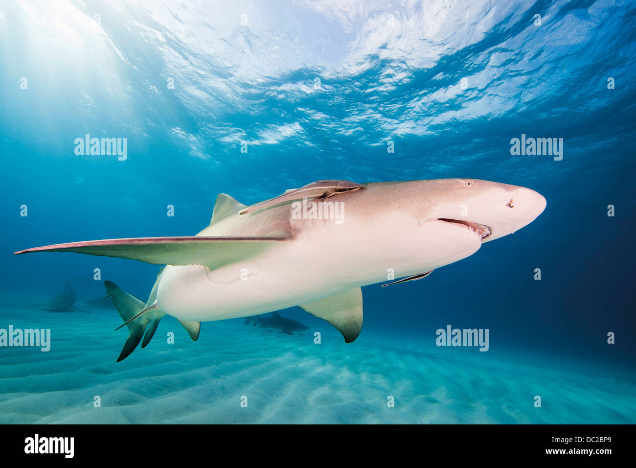 Lemon Shark, Negaprion brevirostris, Caribbean Sea, Bahamas Stock Photo ...