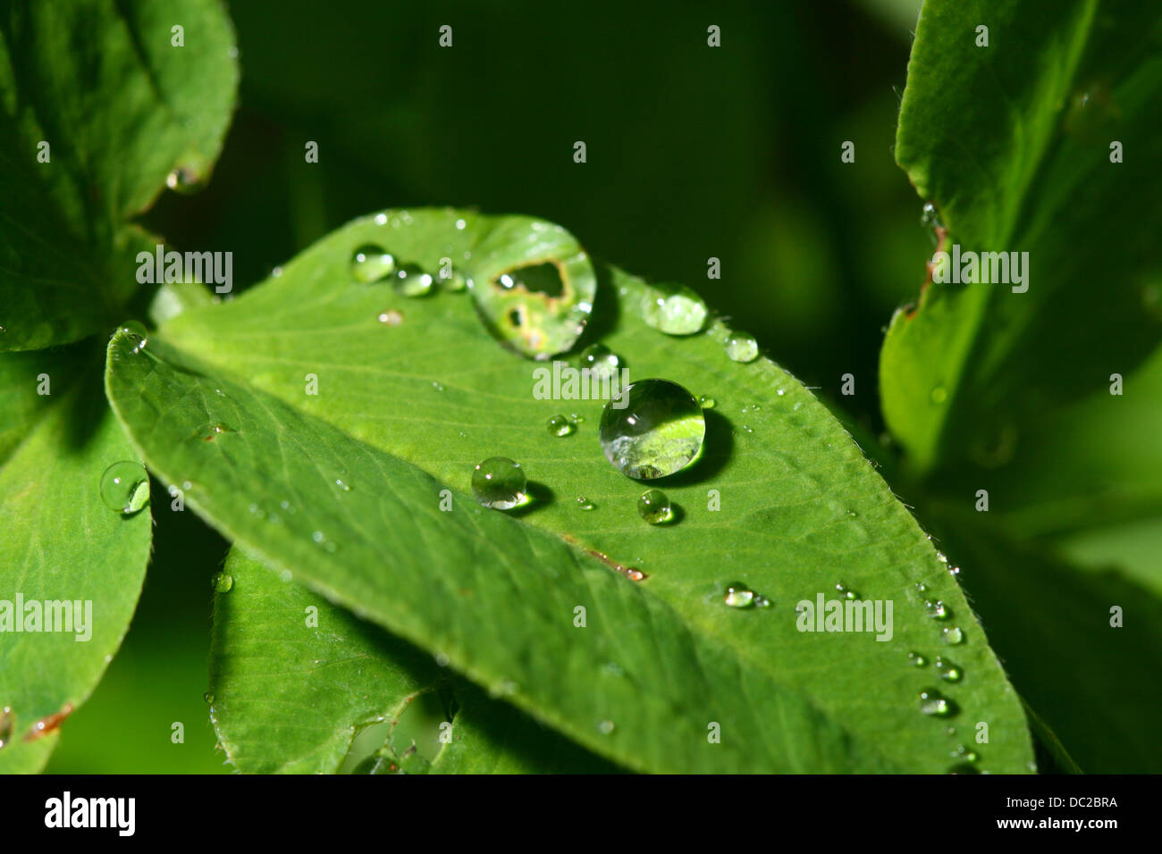 natural waterdrop on green leaf macro Stock Photo - Alamy