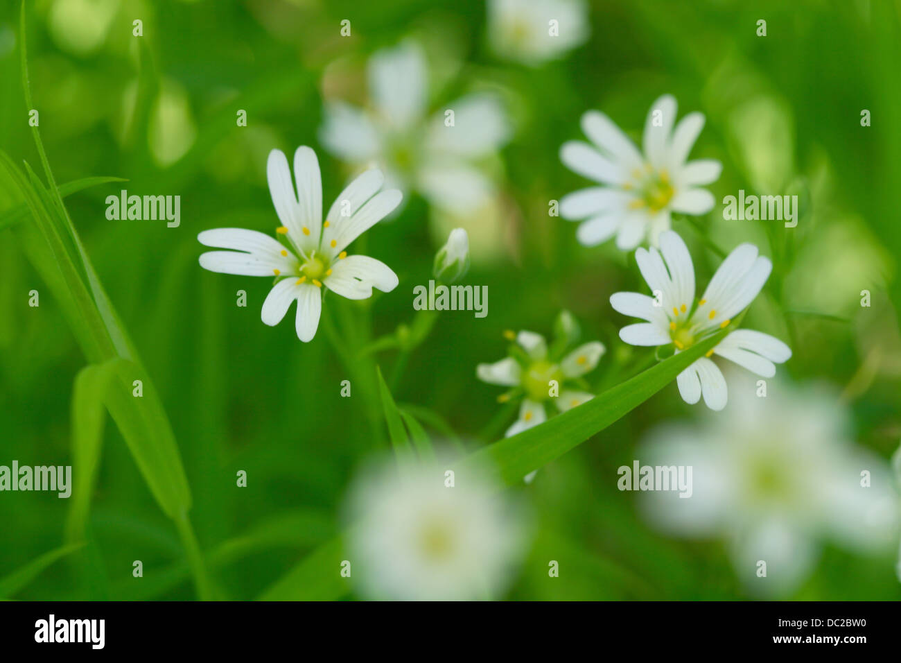 white spring flowers nature background Stock Photo - Alamy