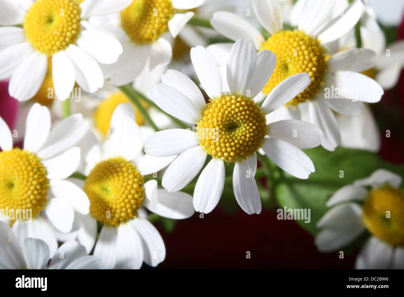 beautiful white spring flower close-up Stock Photo - Alamy