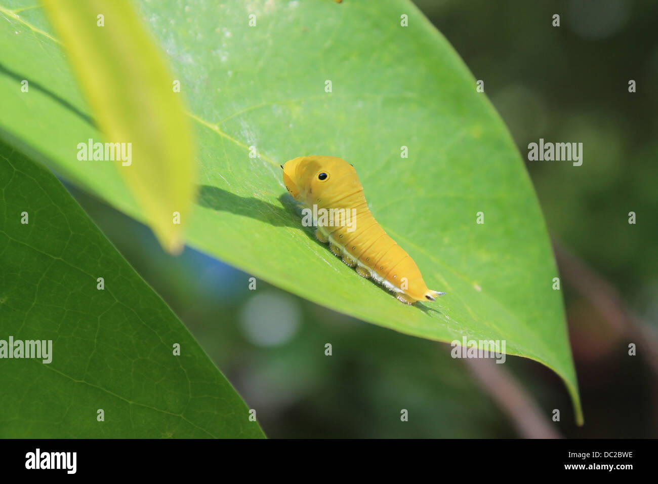 Caterpillar early stage hi-res stock photography and images - Alamy