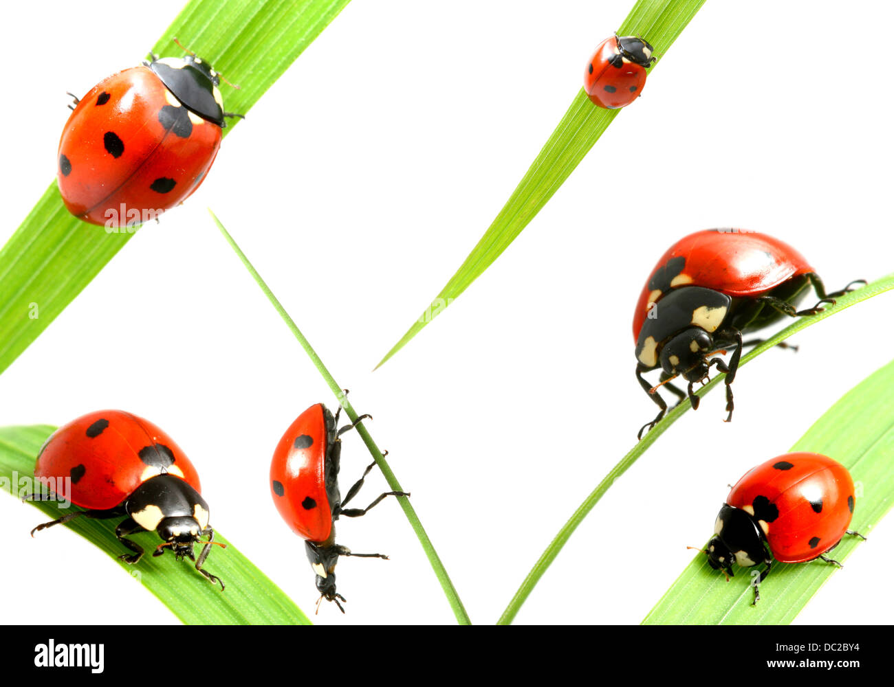 ladybug big family collect isolated on white Stock Photo - Alamy