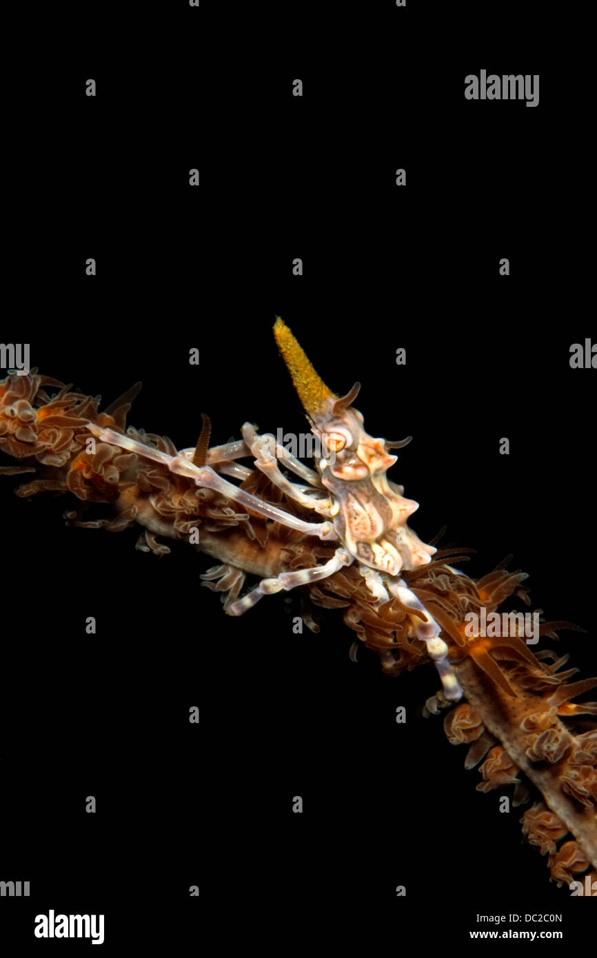 Xeno Crab, Xenocarcinus tuberculatus, Visayas, Cebu, Philippines Stock ...