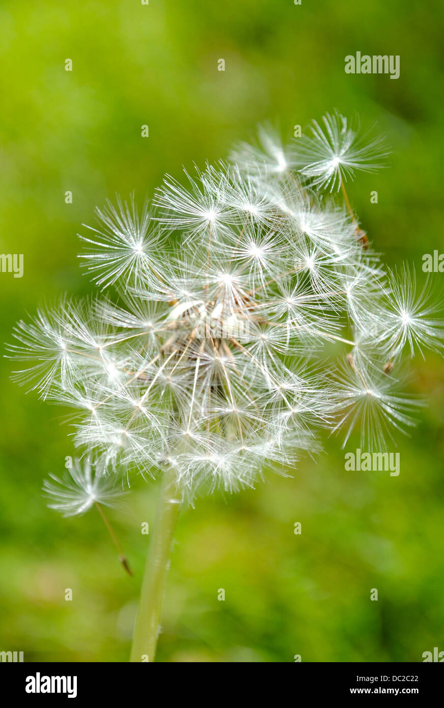 A dandelion clock that has been slightly ruffled by the wind. The seeds ...