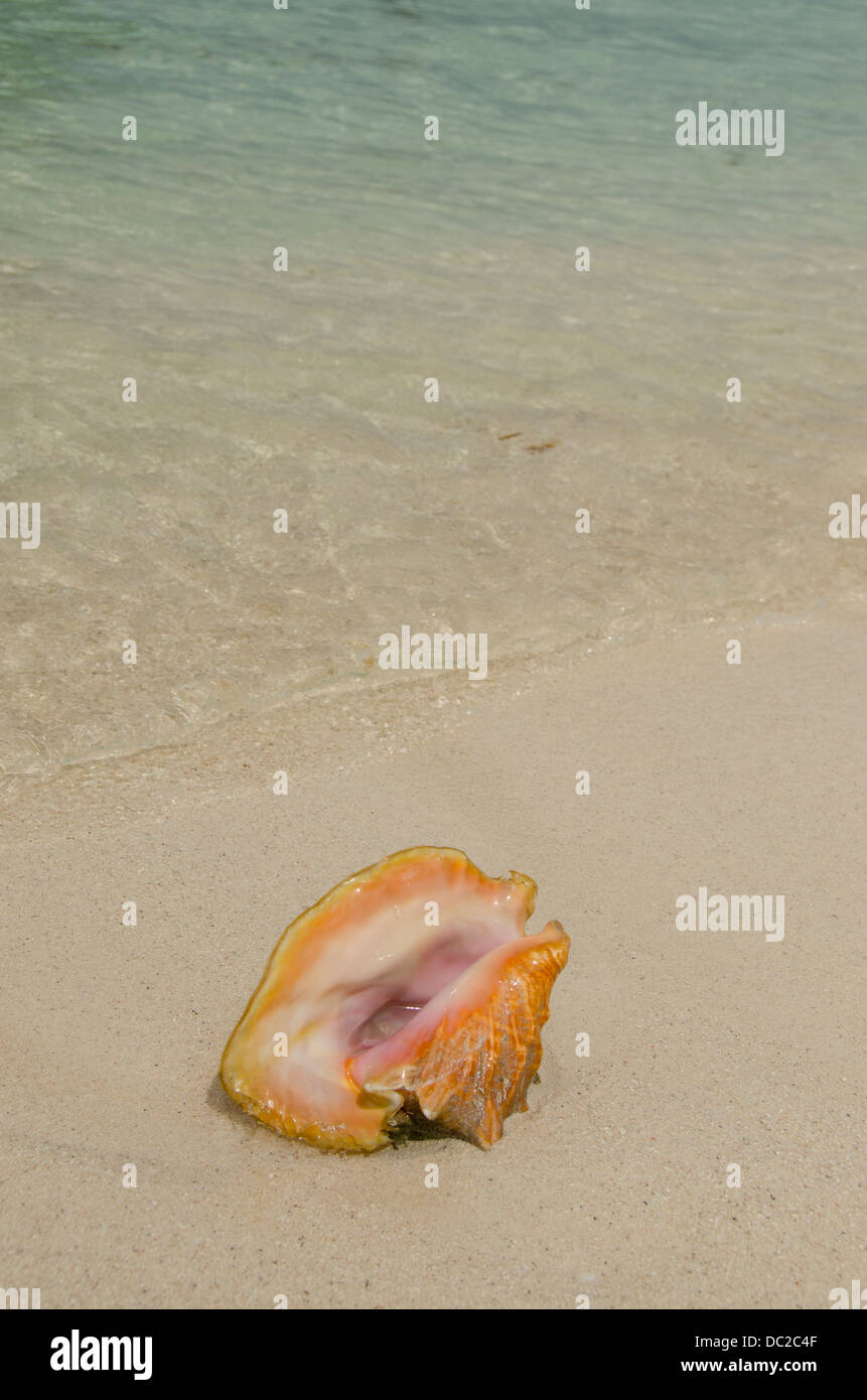 Shell select hi-res stock photography and images - Alamy