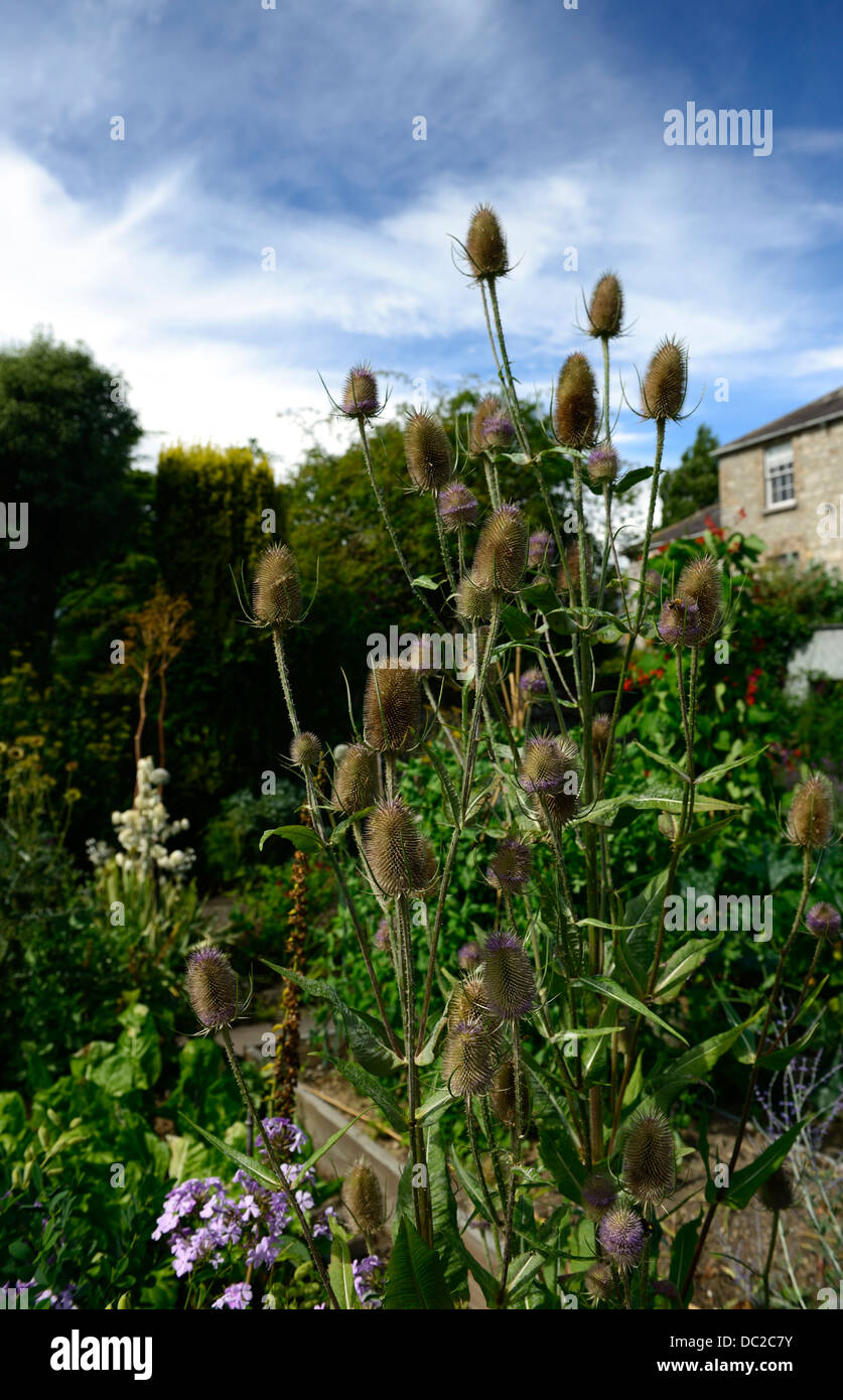 Pods garden plant hi-res stock photography and images - Alamy