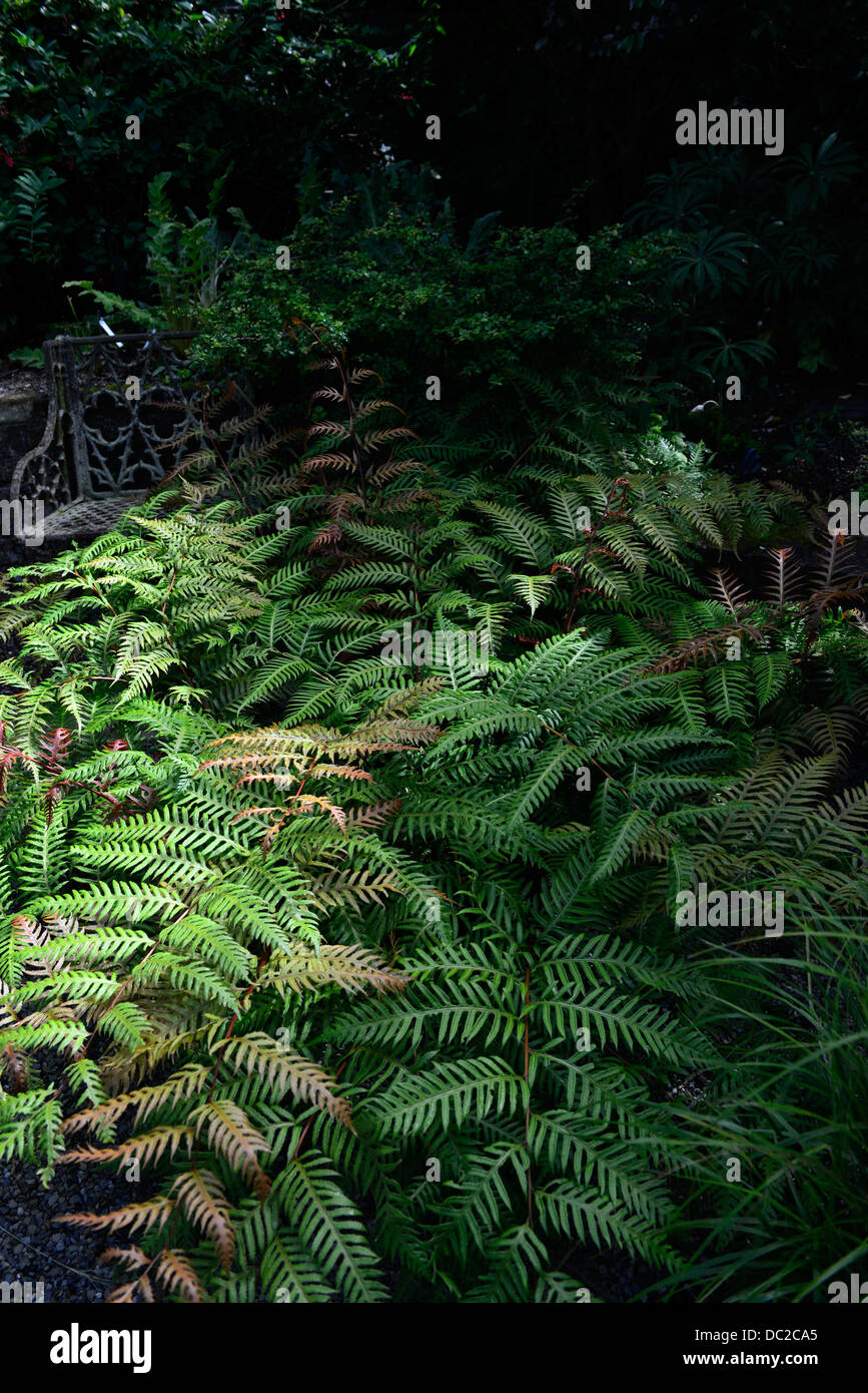 Chain Fern High Resolution Stock Photography and Images - Alamy