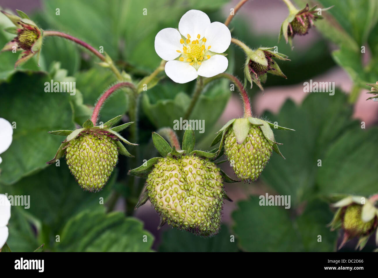Strawberries in various stages of ripening, and the flower Stock Photo ...