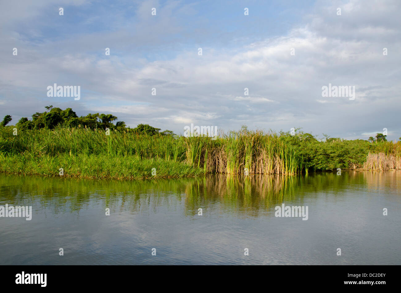 Belize, District of Toledo, Monkey River. Riverside tropical habitat ...