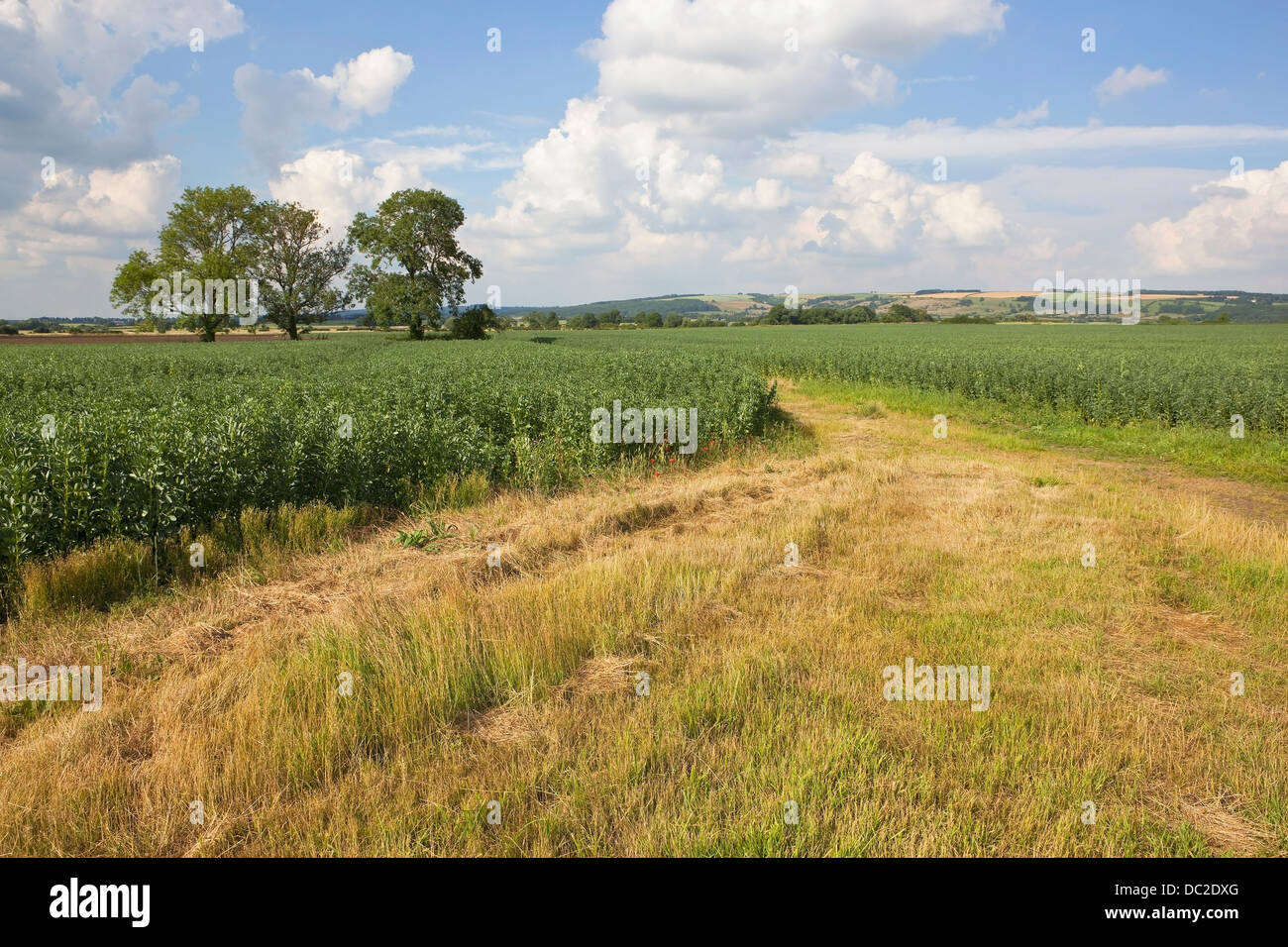 Summer farming landscape of the Yorkshire wolds, England, with a track ...