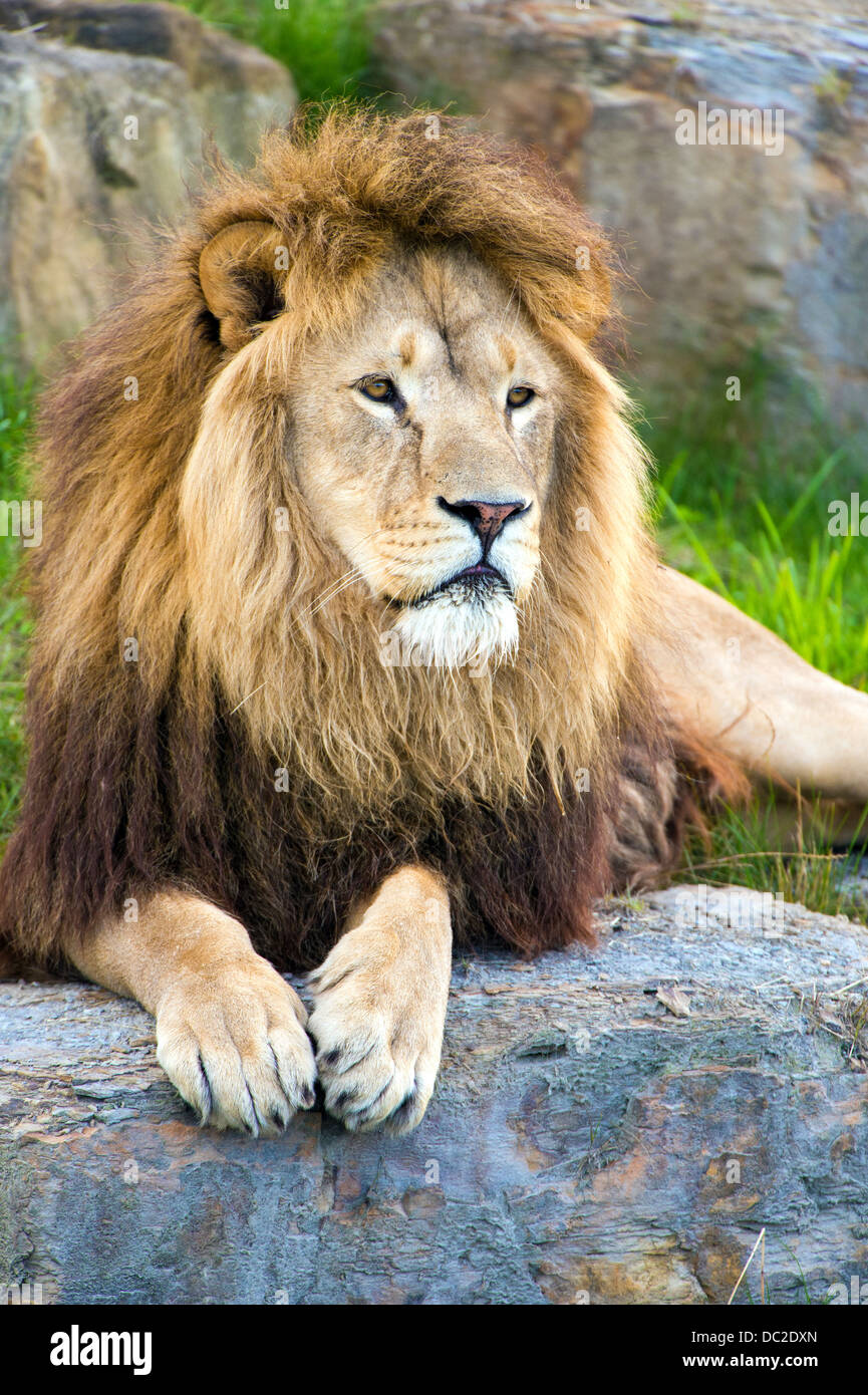 Lion at rest Stock Photo - Alamy
